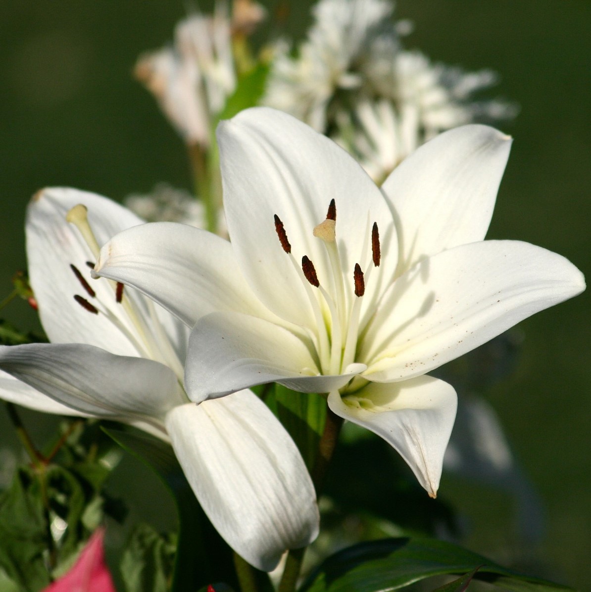 Hvid Lilje Happy Eskimo Liljeløg: 9,00 kr. v/3 stk 7,00 kr. v/10 stk