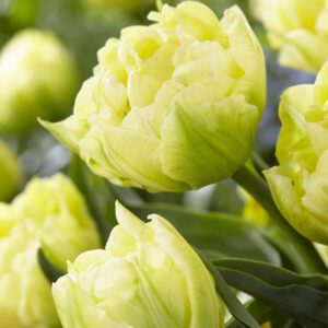 Rød dobbelt tulipan Viking - blomsterløg - NemHjem pæonformet tulipan