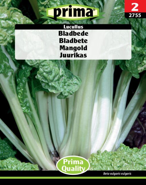 Bladbede - Grøntsag med mange muligheder - Grøntsagsfrø - NemHjem