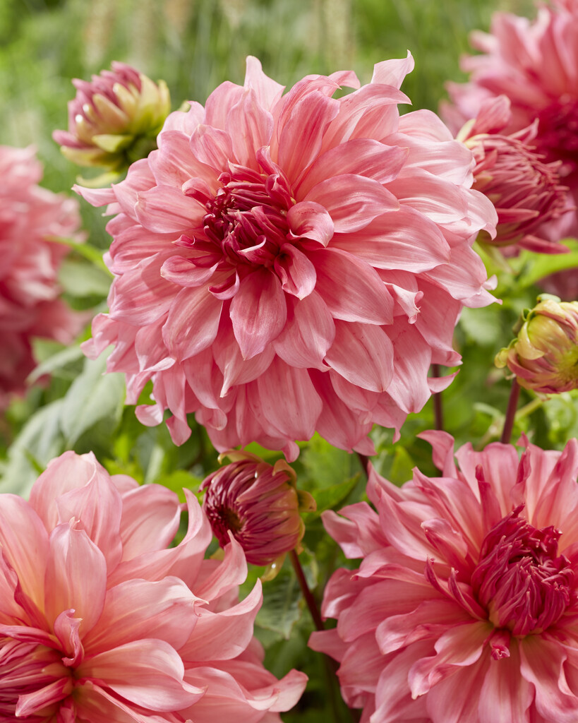 Rosa Dinnerplate Dahlia - "Islander". 24,95 kr. v/3 stk 22,95 kr. v/10 stk