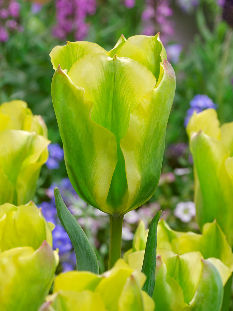 Viridiflora tulipan Formosa - Billige Tulipanløg i topkvalitet.