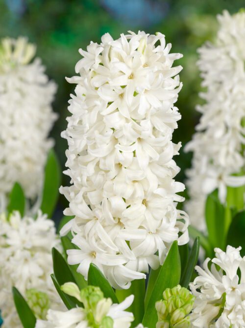 Hvid Hyacint "White Pearl" Hyacintløg 10 stk. 59,- kr. 25 stk. 129,- kr ...