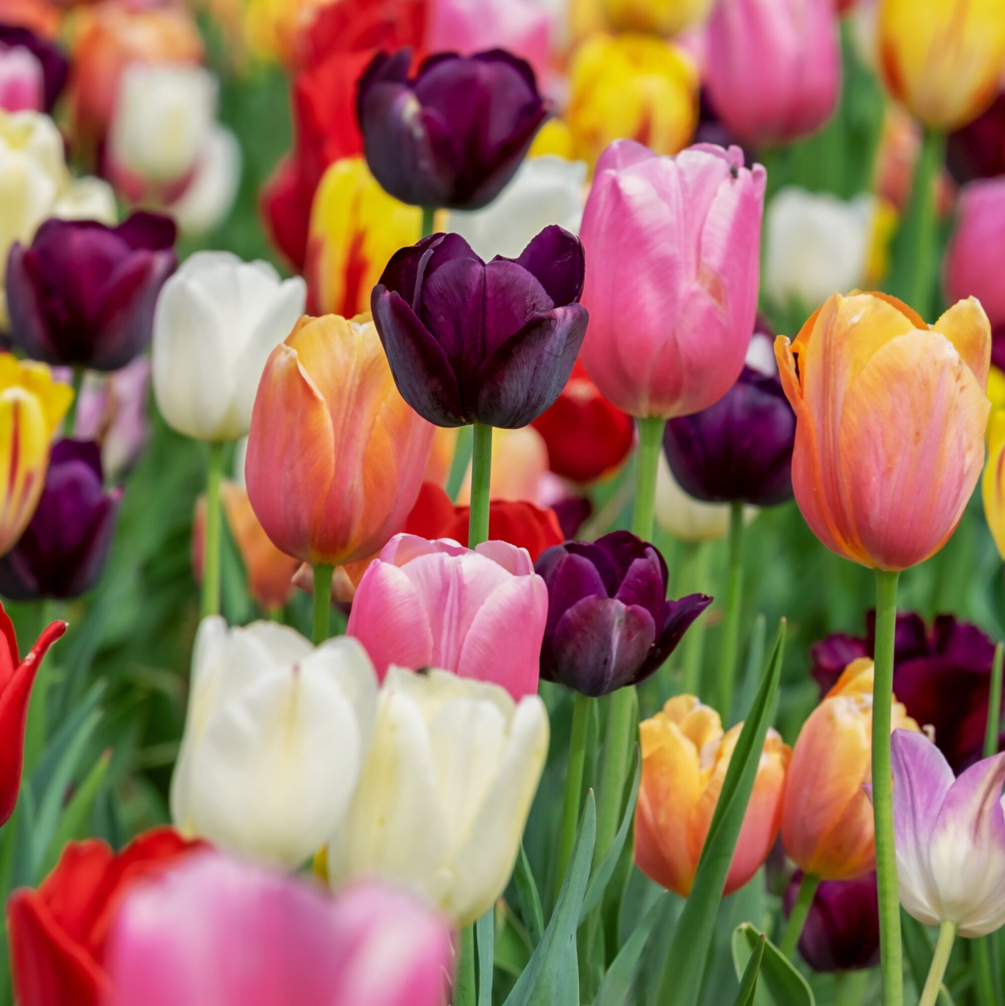 Multiblomstrende tulipan Blue Heaven - Køb tulipanløg i topkvalitet.