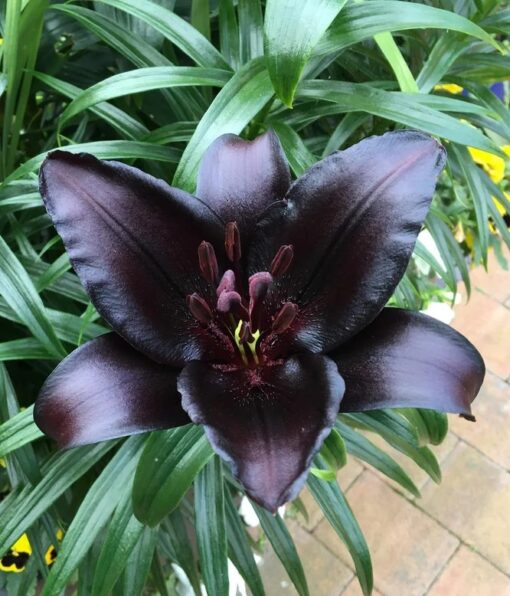 Næsten sort lilje "Night Rider" Liljeløg: 9,95 kr. v/3 stk 8,95 kr. v ...