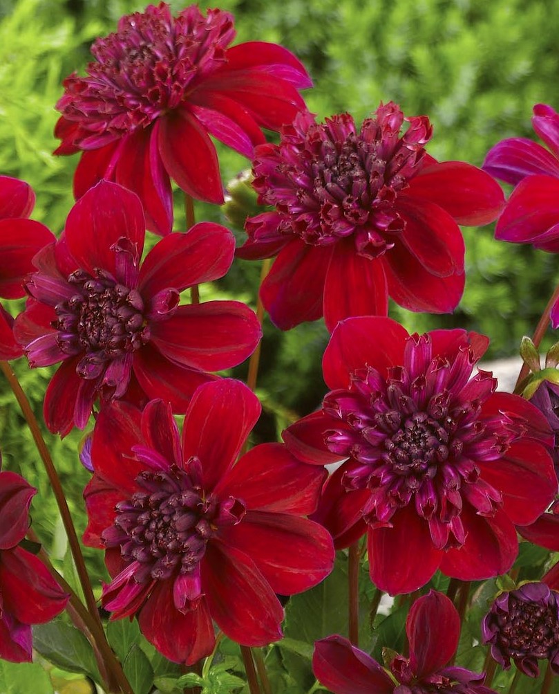 Rød anemoneblomstrende Dahlia "Inca"