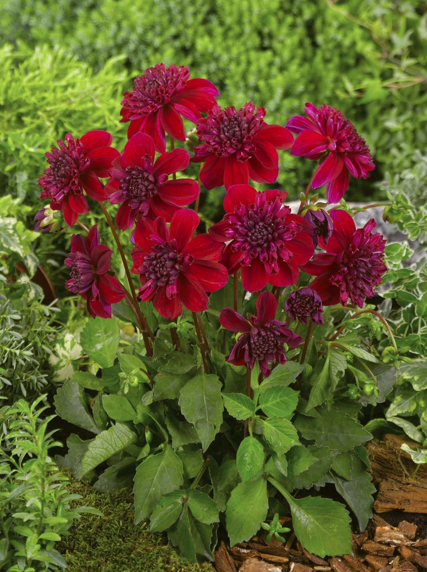 Rød anemoneblomstrende Dahlia "Inca"