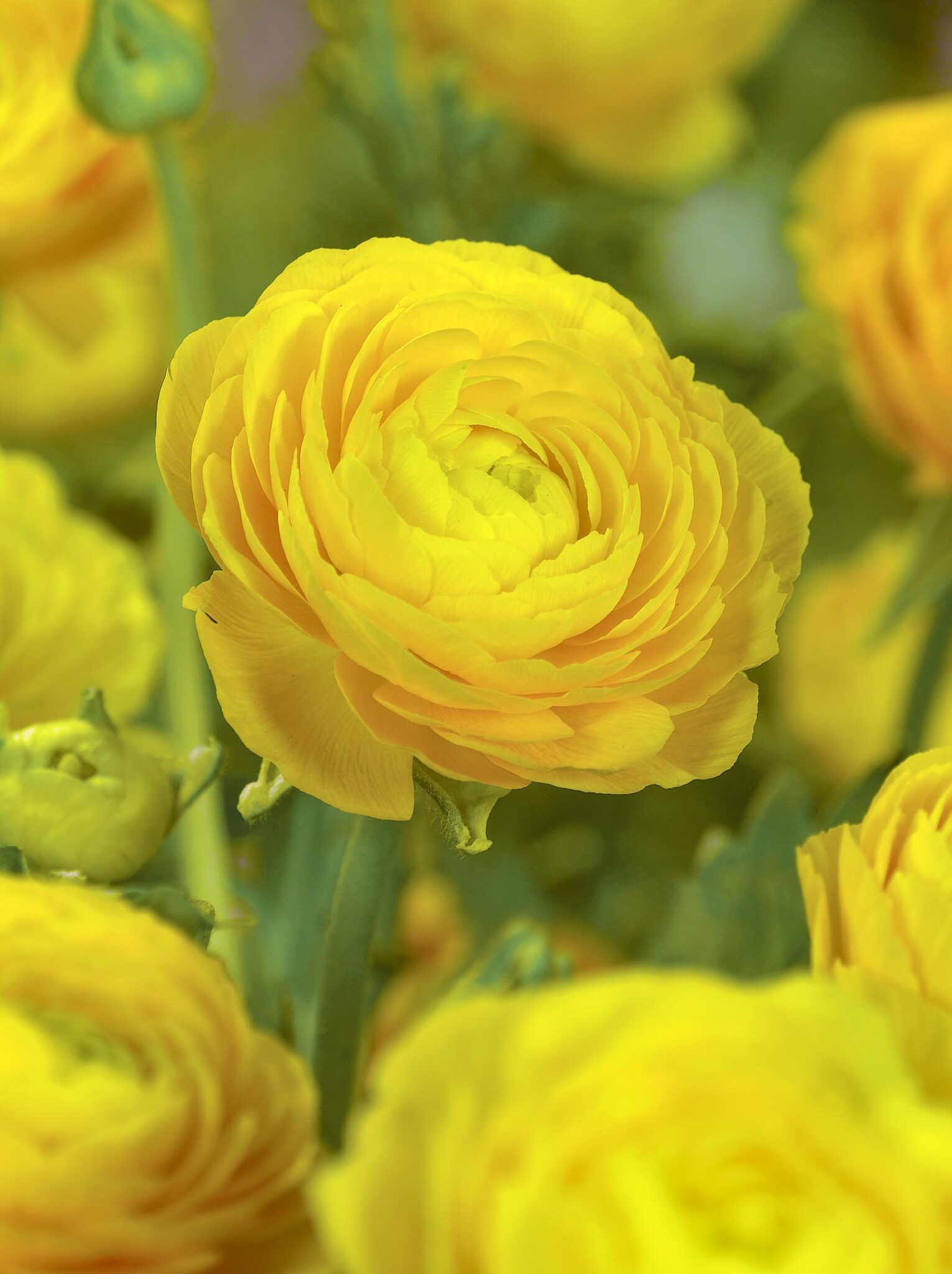 Gul Ranunkel med de smukke romatiske pæonlignende blomster.