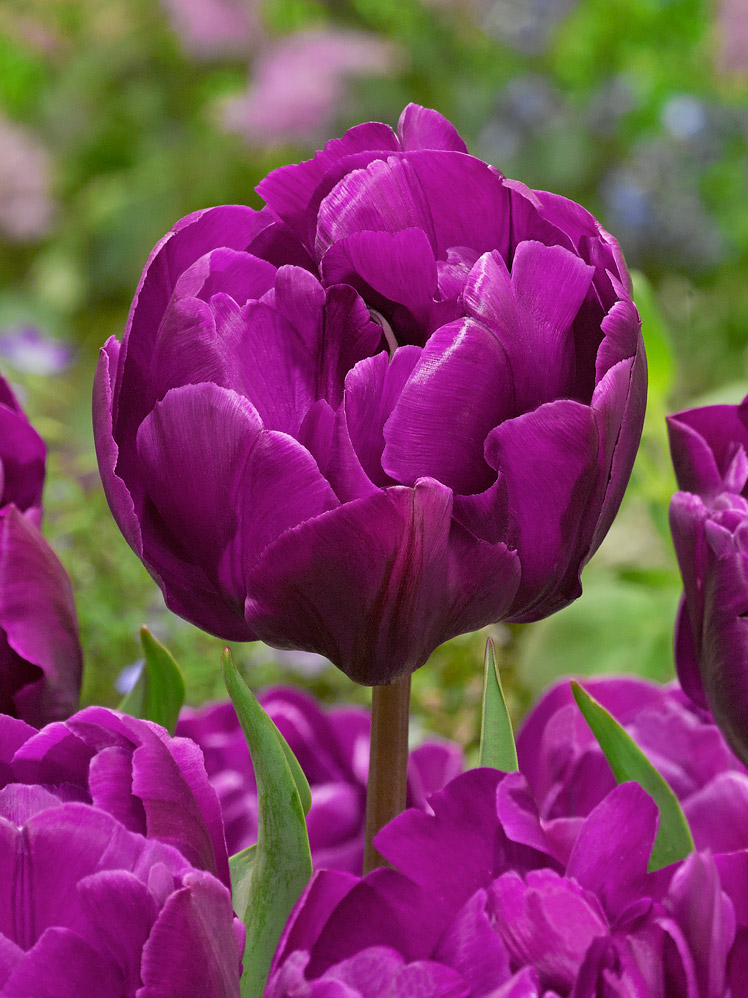 Lilla dobbelt tulipan - Negrita Double - Flot pæonblomstrende - NemHjem.dk