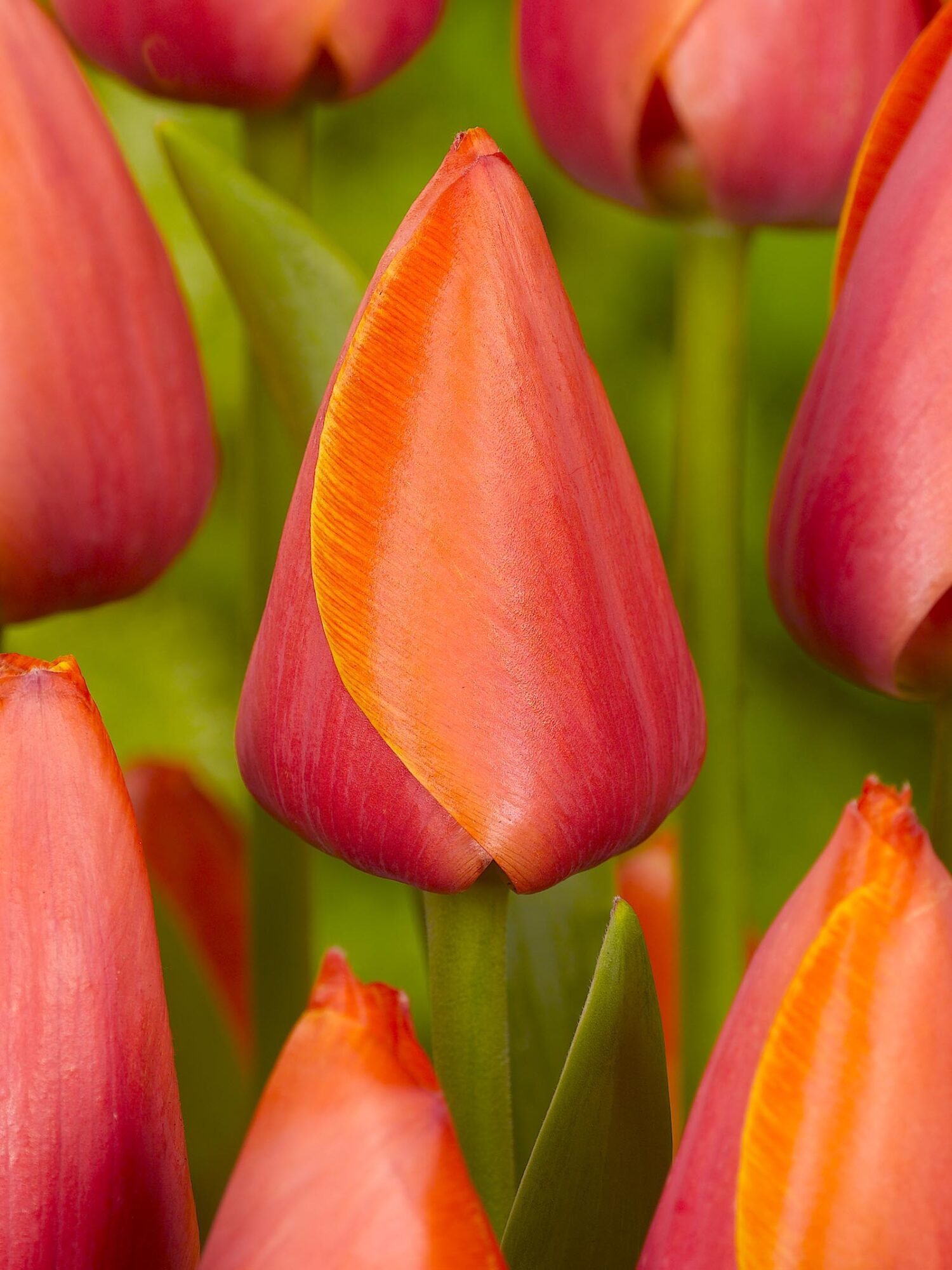 Tulipanløg - Orange-rød Ad Rem Darwin Hybrid. Stor mængderabat