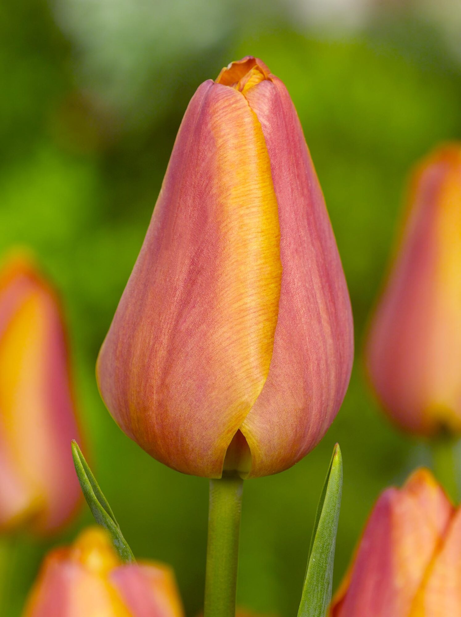 Charade tulipan med smukke varierende farvenuancer. Tulipanløg.