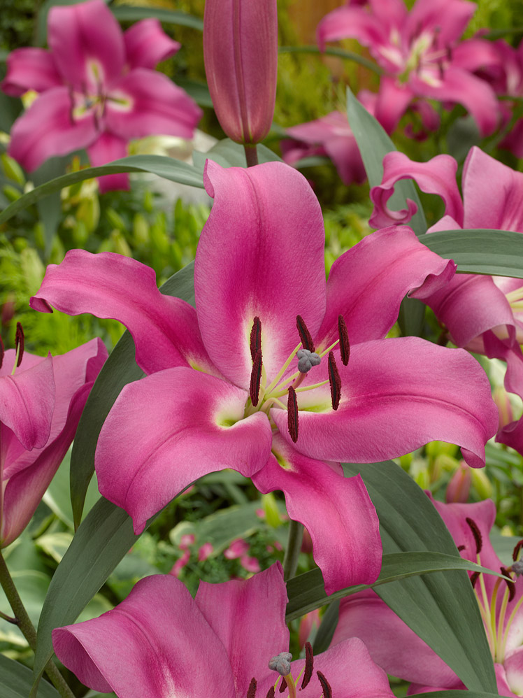 Lilla/Rosa Lilje "Robina" Liljeløg