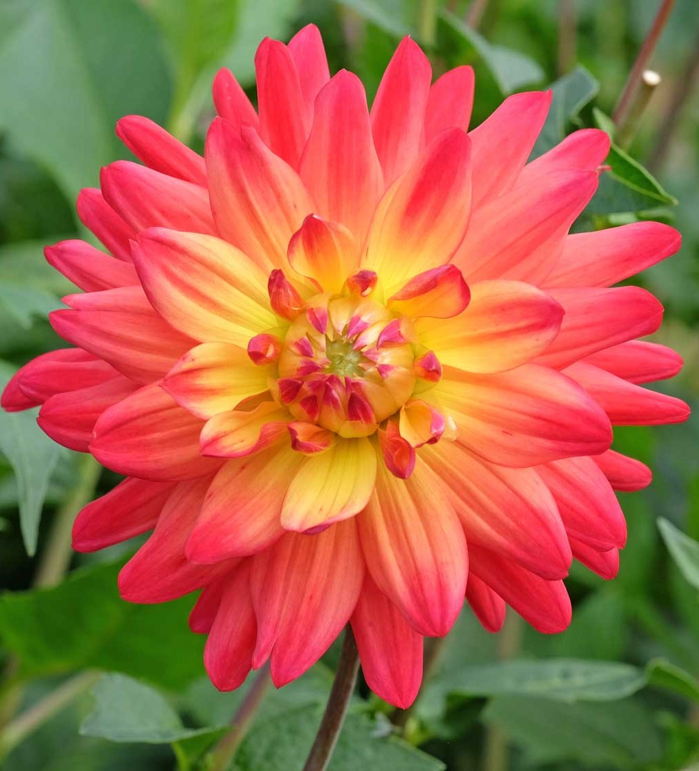 Dahlia "Rainbow Silence" Decorative dahlia 21,95 kr. v/3 stk 19,95 kr v/10 stk..