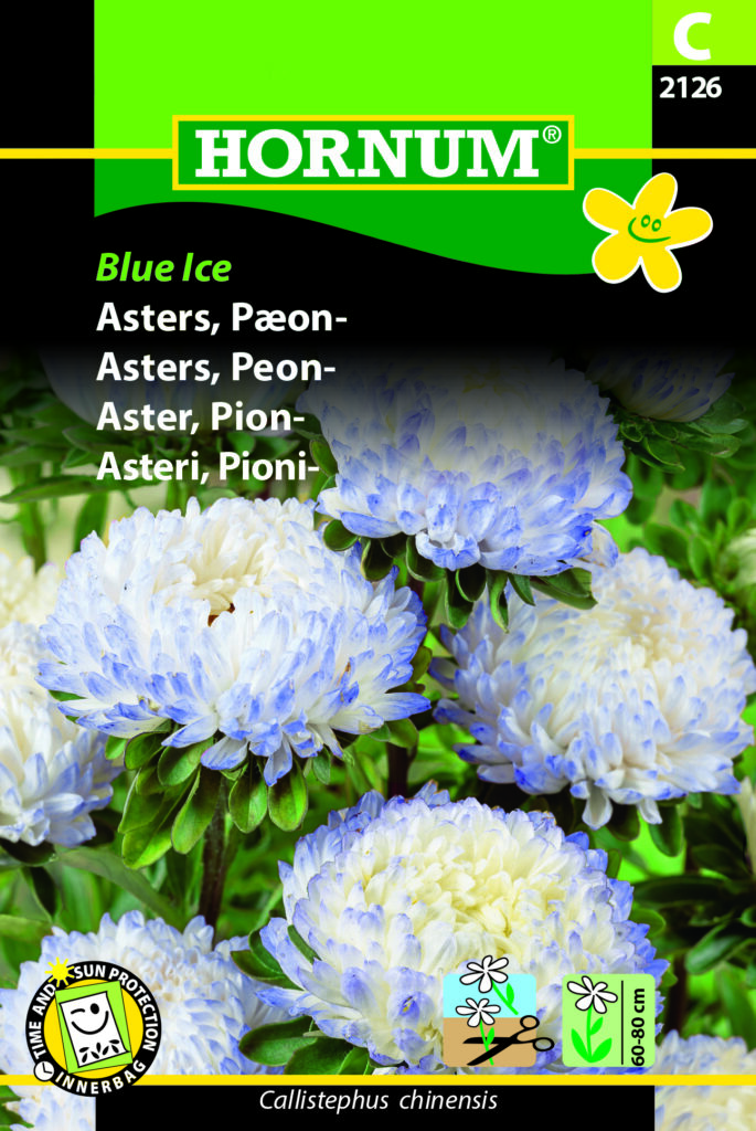 Pæon Asters Blue Ice - Blomsterfrø - Meget holdbar snitblomst