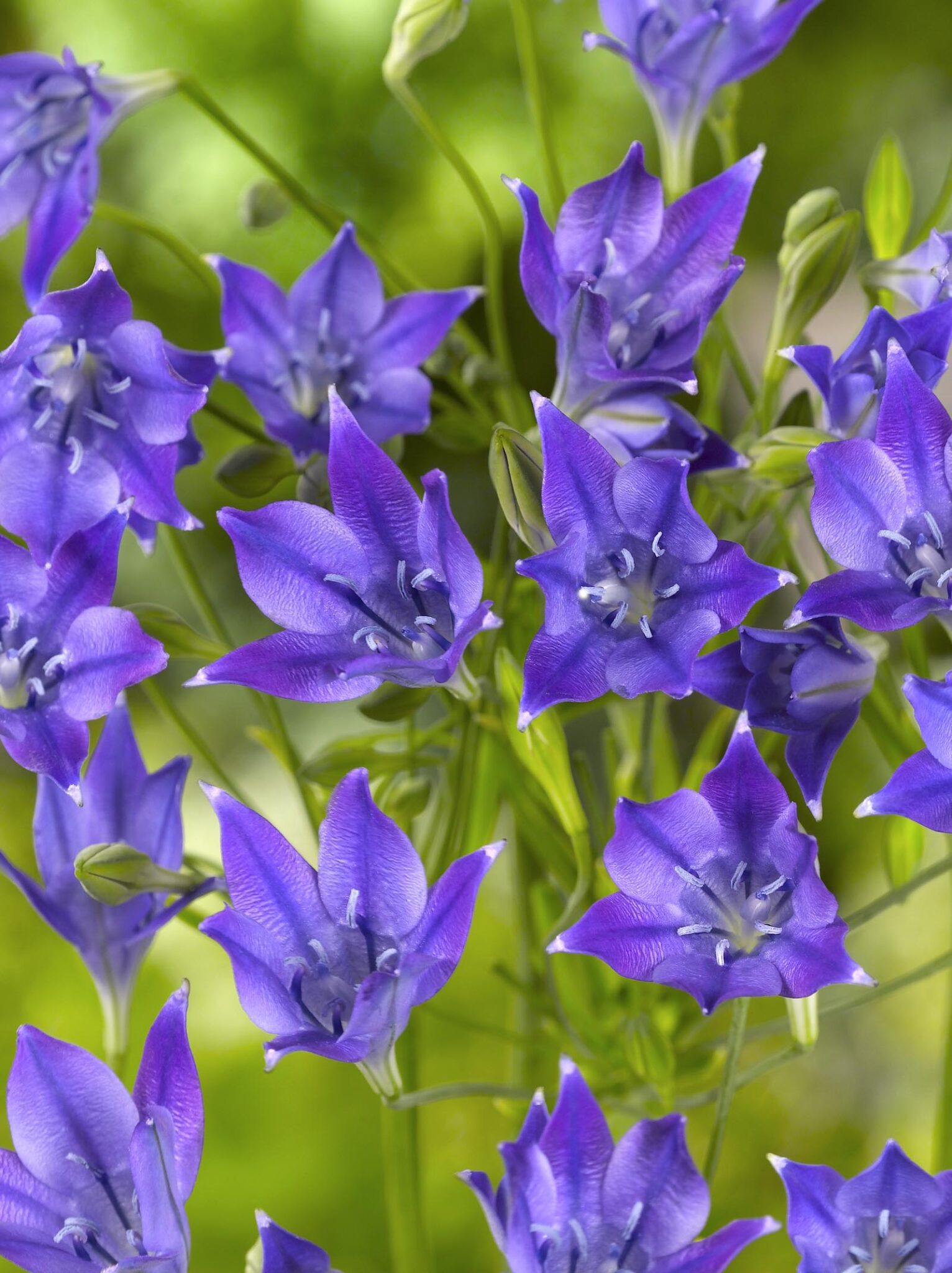 Blå Trillingelilje / Triteleia "Queen Fabiola" - Løg fra kun 1,- kr.