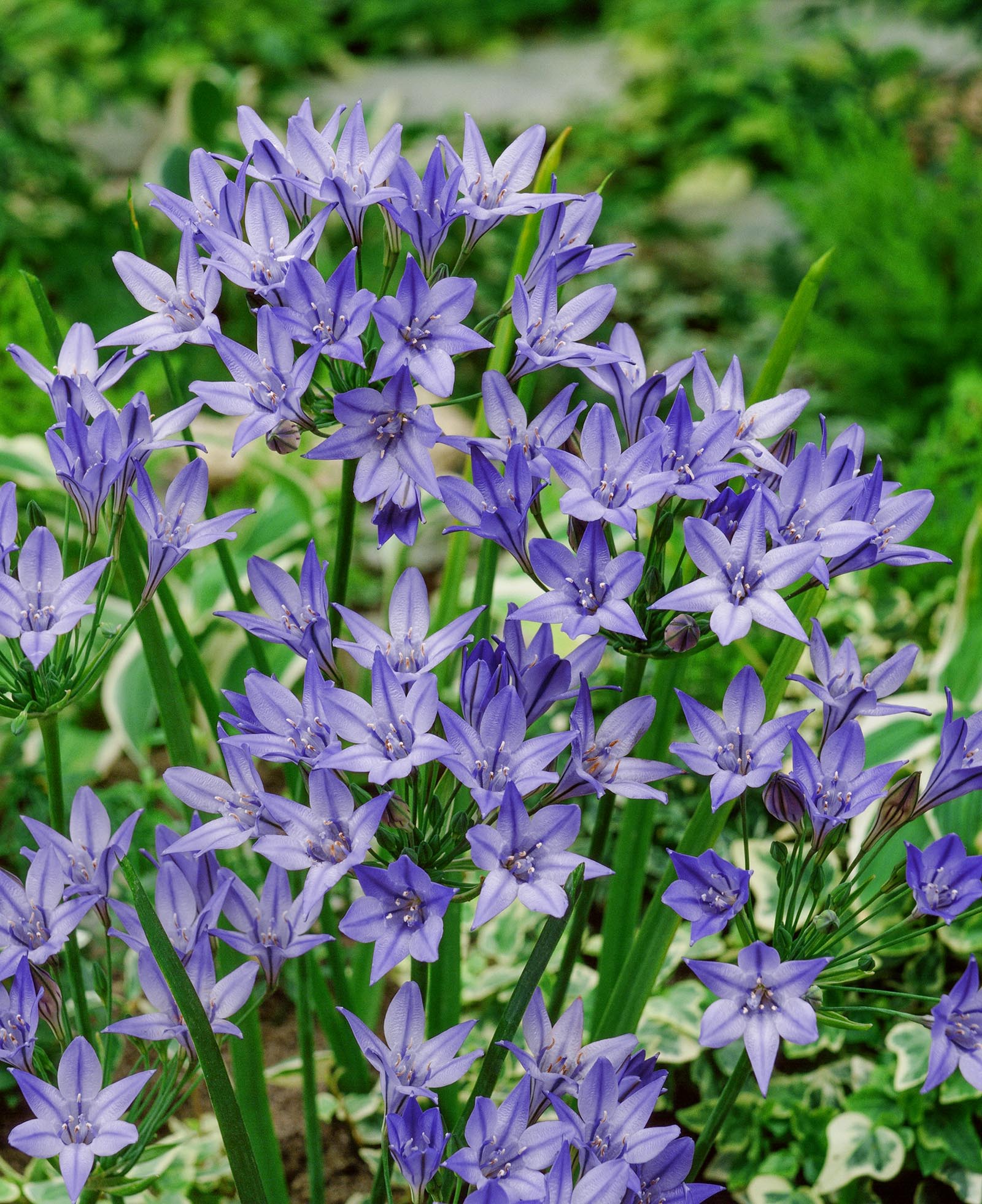 Blå Trillingelilje / Triteleia "Queen Fabiola" - Løg fra kun 1,- kr.