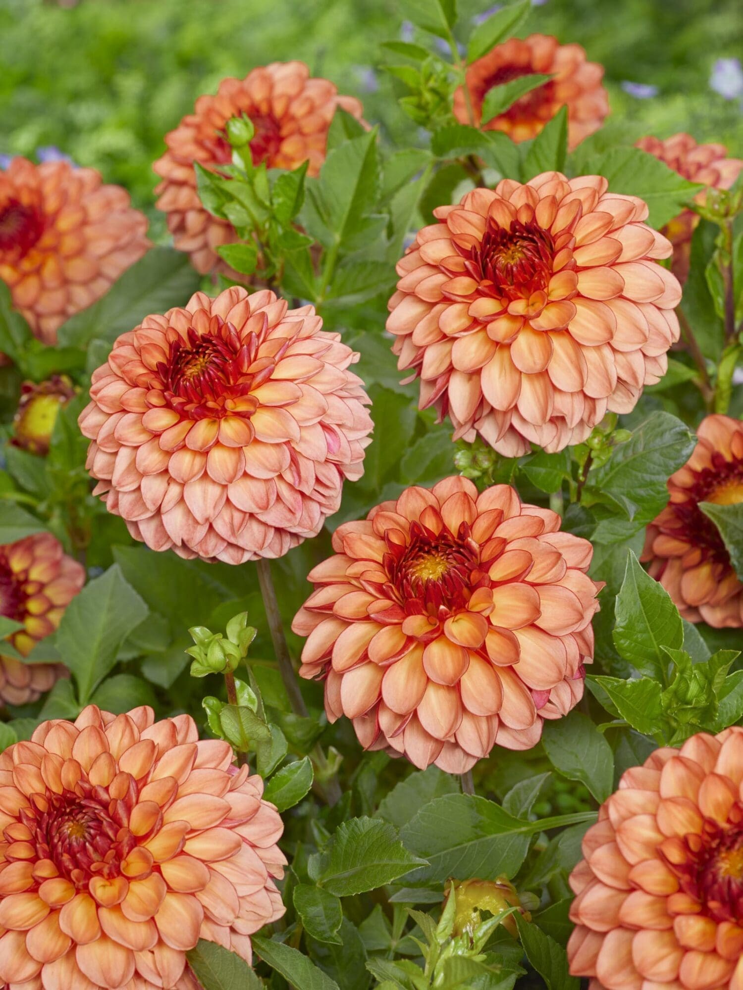 Dahlia "Chapeau Bas" Ball Dahlia TILBUD 19,- KR.